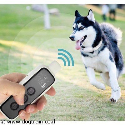 פטילוקס PETILUX |מערכת קולר אילוף אלחוטי לכלבים לכל הגזעים | ציוד מקצועי | קולרים אלקטרוניים